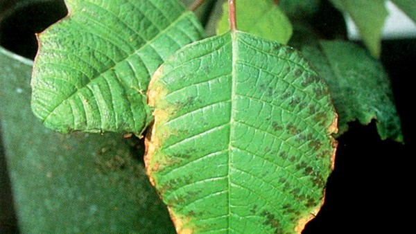 Role of Potassium in Plant Culture | PT Growers and Consumers