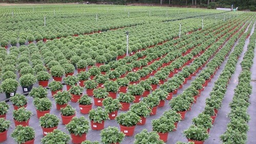 Crop Tips: Chrysanthemums | PT Growers and Consumers
