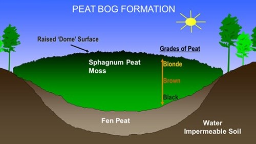 Myth Series: Peat-Based Growing Media are Sterile | PT Growers and ...