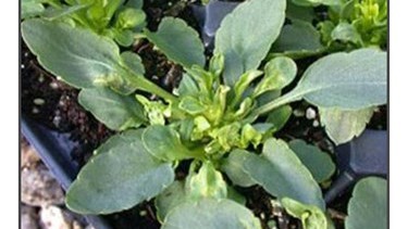 Role of Boron in Plant Culture | PT Growers and Consumers