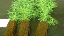 Tips for Producing Excellent Rooted Liners | PT Growers and Consumers